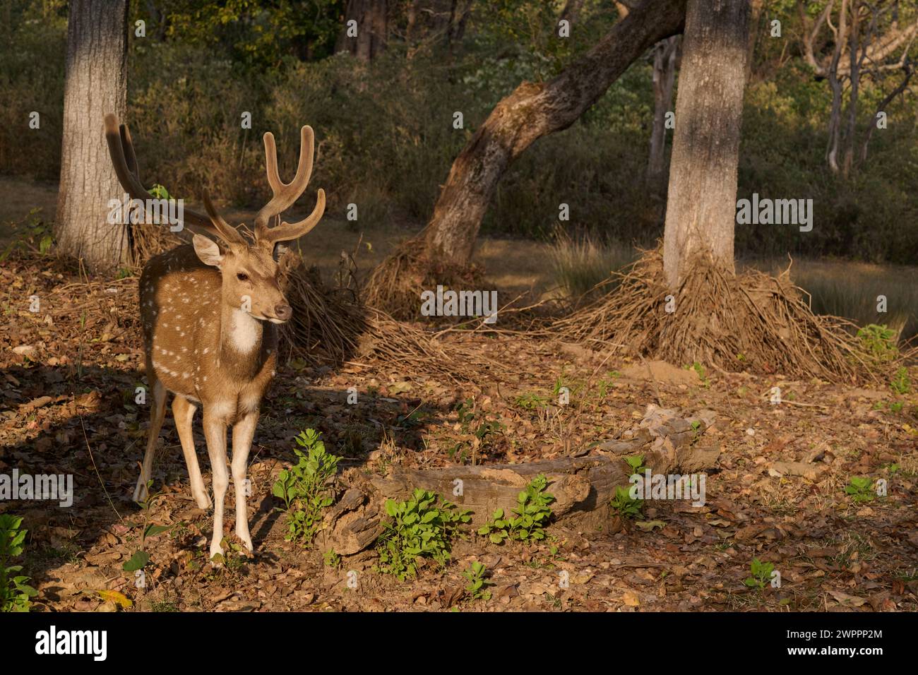 Spotted deer buck in velvet, Kanha National Park Stock Photo - Alamy
