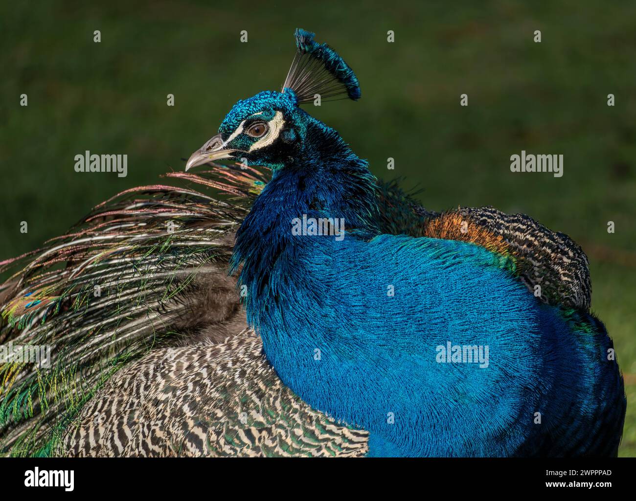 An Indian peafowl (or common peafowl, peacock, Pavo cristatus) in ...