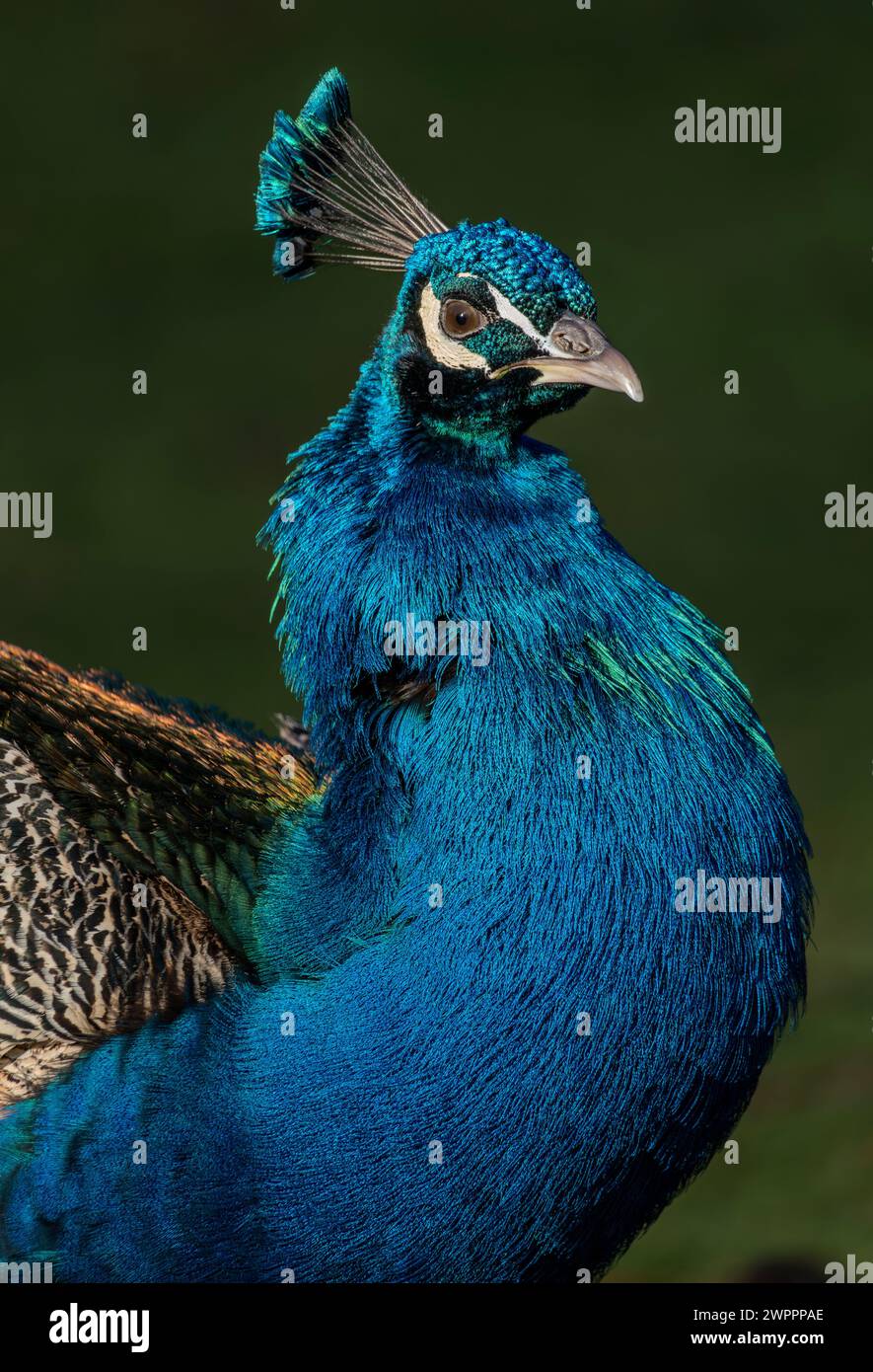 An Indian peafowl (or common peafowl, peacock, Pavo cristatus) in ...