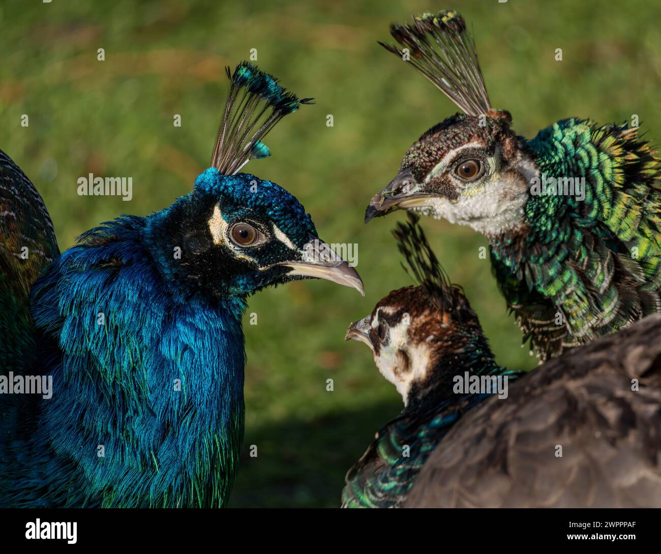 Indian peafowls (or common peafowls, peacocks, Pavo cristatus) in ...