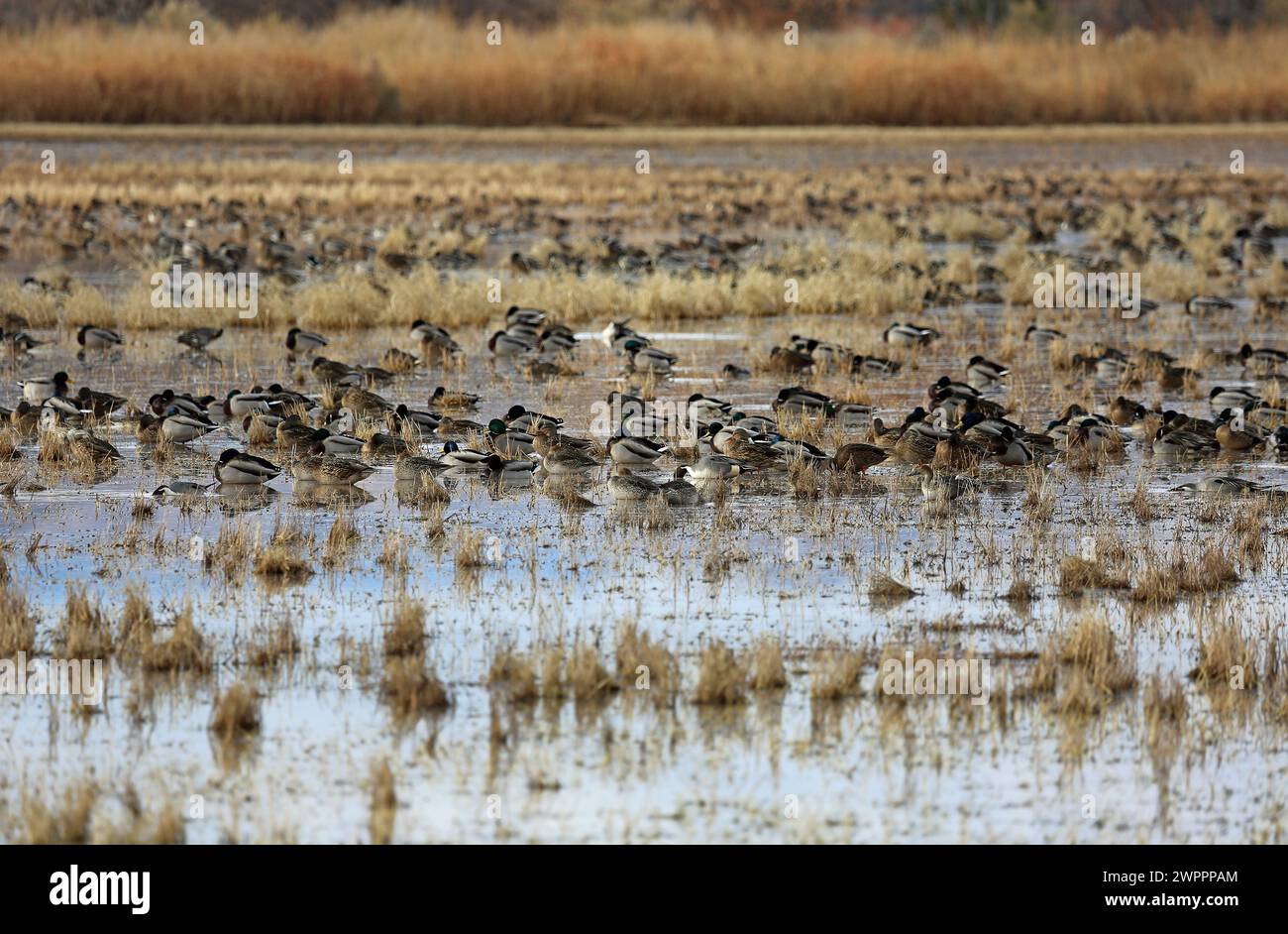 Ducks - Bosque del Apache National Wildlife Refuge, New Mexico Stock ...