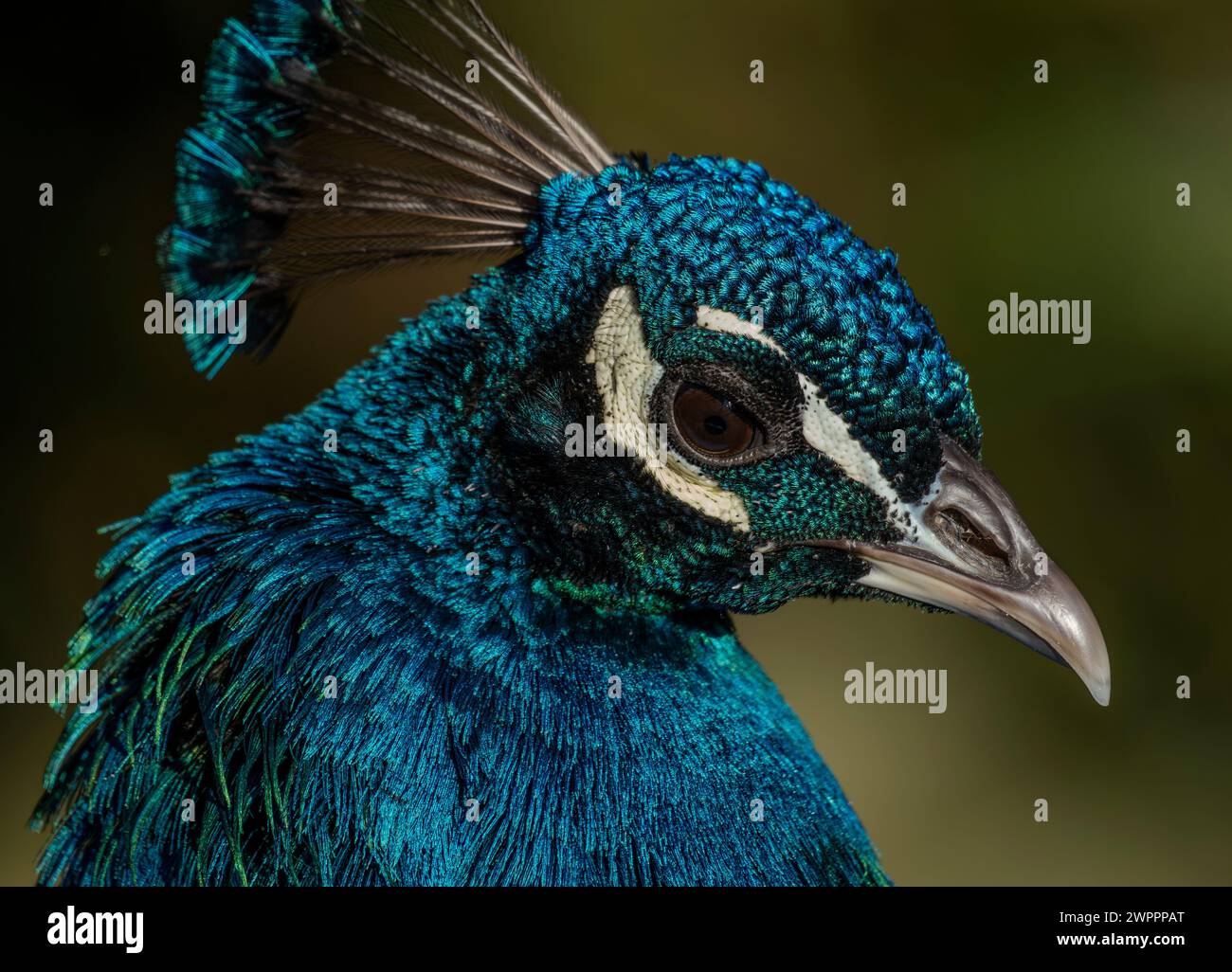 An Indian peafowl (or common peafowl, peacock, Pavo cristatus) in ...
