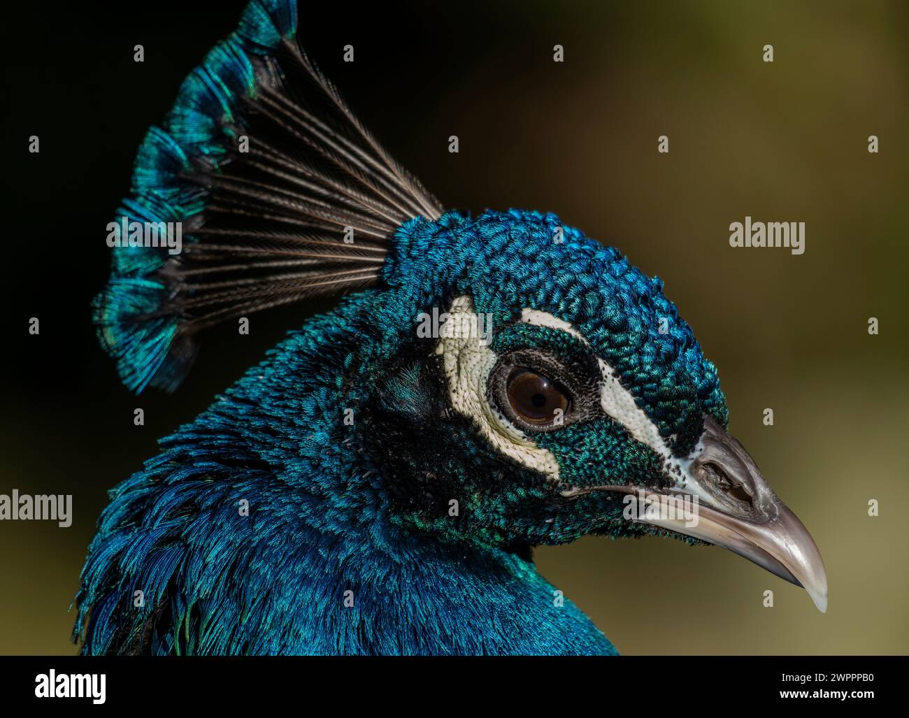 An Indian peafowl (or common peafowl, peacock, Pavo cristatus) in ...
