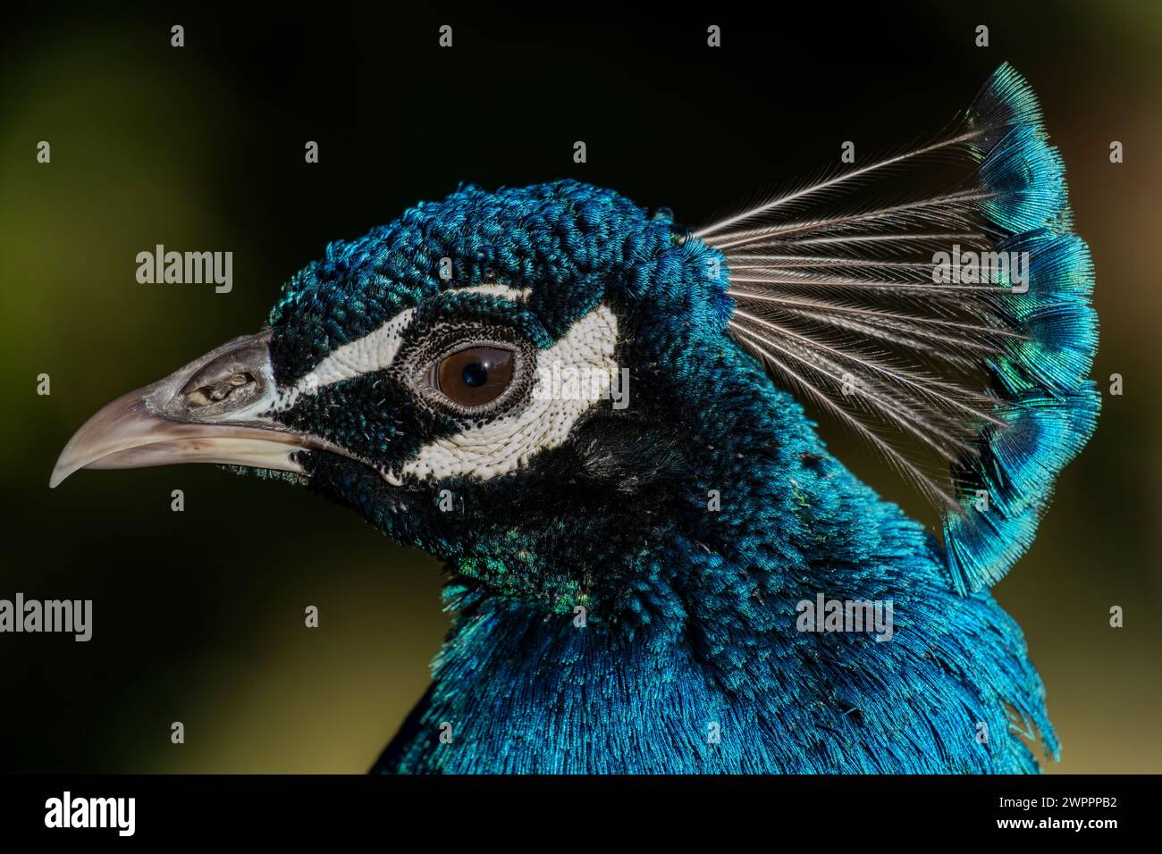 An Indian peafowl (or common peafowl, peacock, Pavo cristatus) in ...