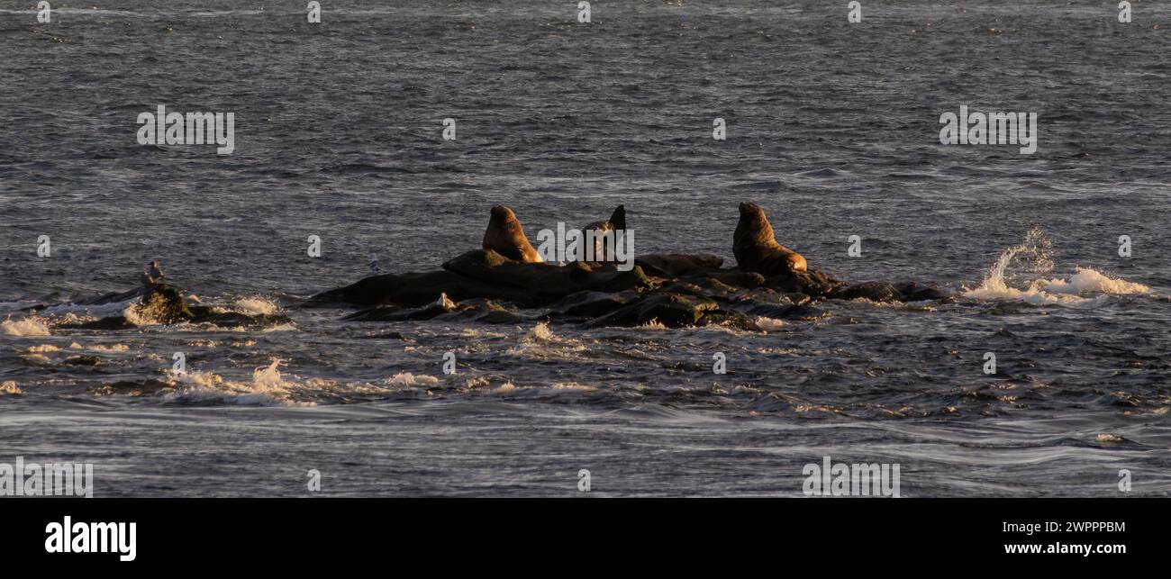 Steller sea lions (Eumetopias jubatus) on Boiling Reef near East Point ...