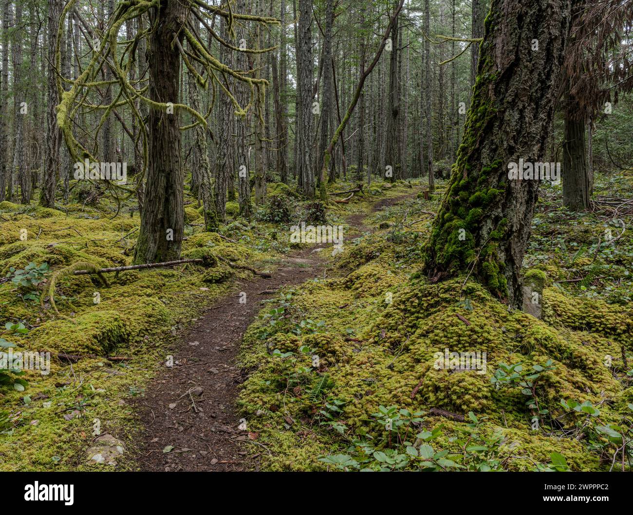The Lowland Nature Trail in Mount Parke Regional Park on Mayne Island ...