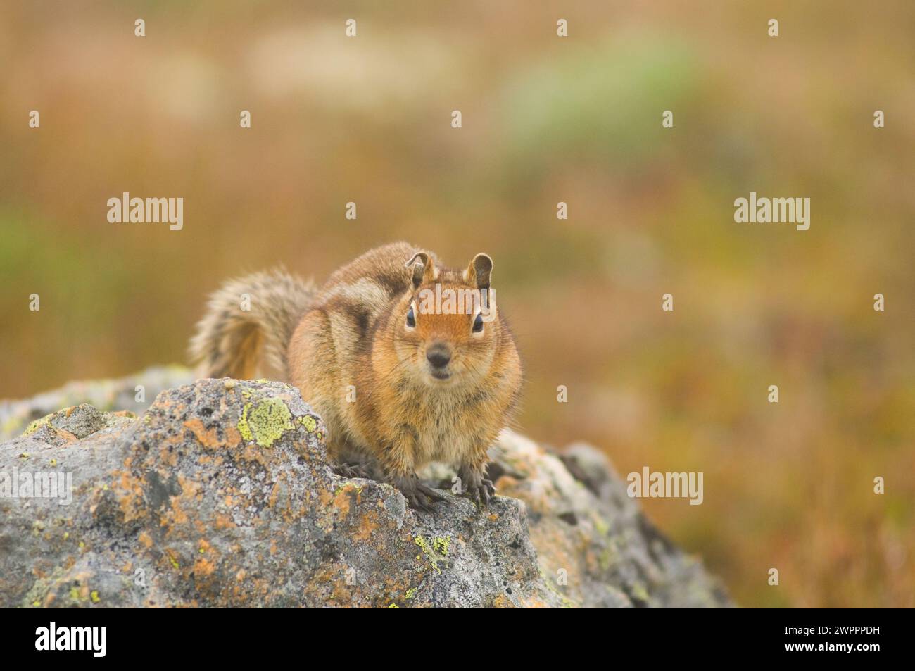 Cascade Golden-Mantled ground squirrel Spermophilus townsendii along ...