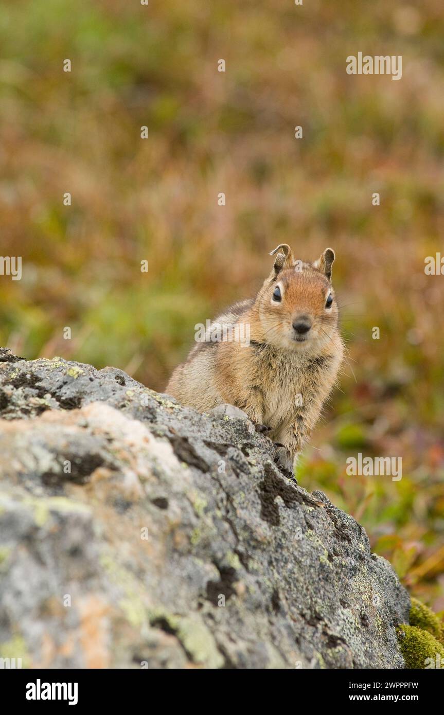 Cascade Golden-Mantled ground squirrel Spermophilus townsendii along ...
