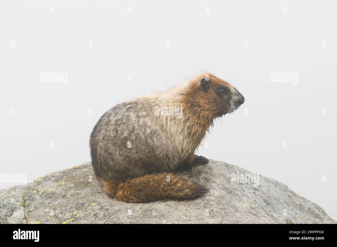 Hoary Marmot, Marmota caligata, sunning along the trail Copper Ridge ...