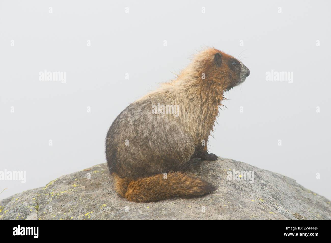 Hoary Marmot, Marmota caligata, sunning along the trail Copper Ridge ...