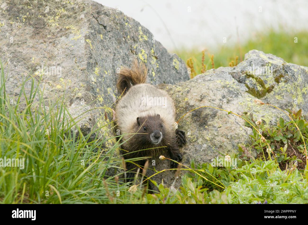 Hoary Marmot, Marmota caligata, sunning along the trail Copper Ridge ...