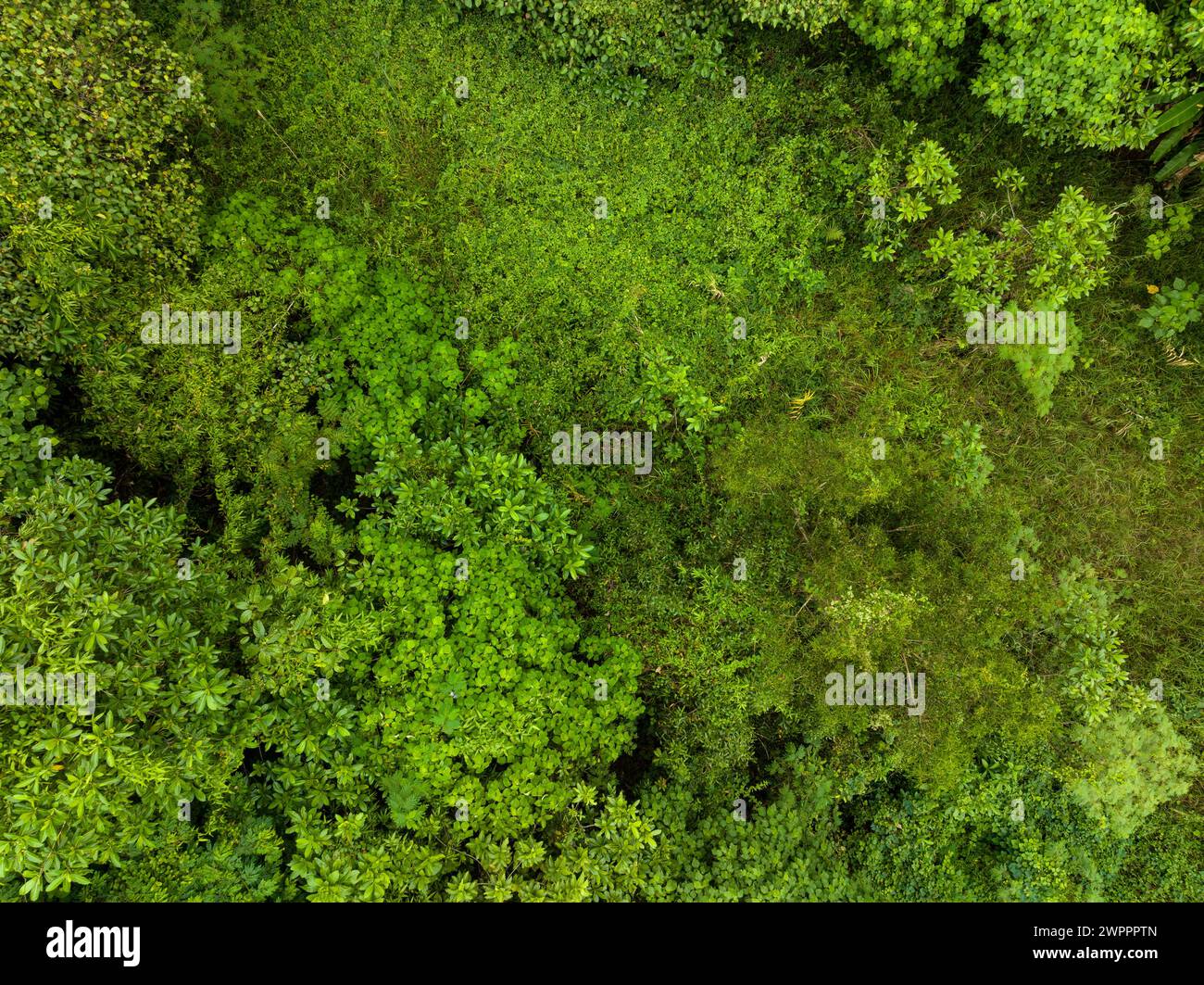 Aerial view Drone camera top view rainforest trees ecology with healthy ...