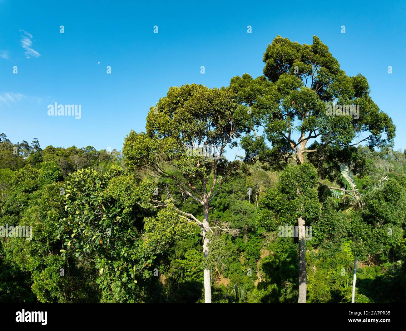 Big trees rainforest trees ecology with healthy environment concept and ...