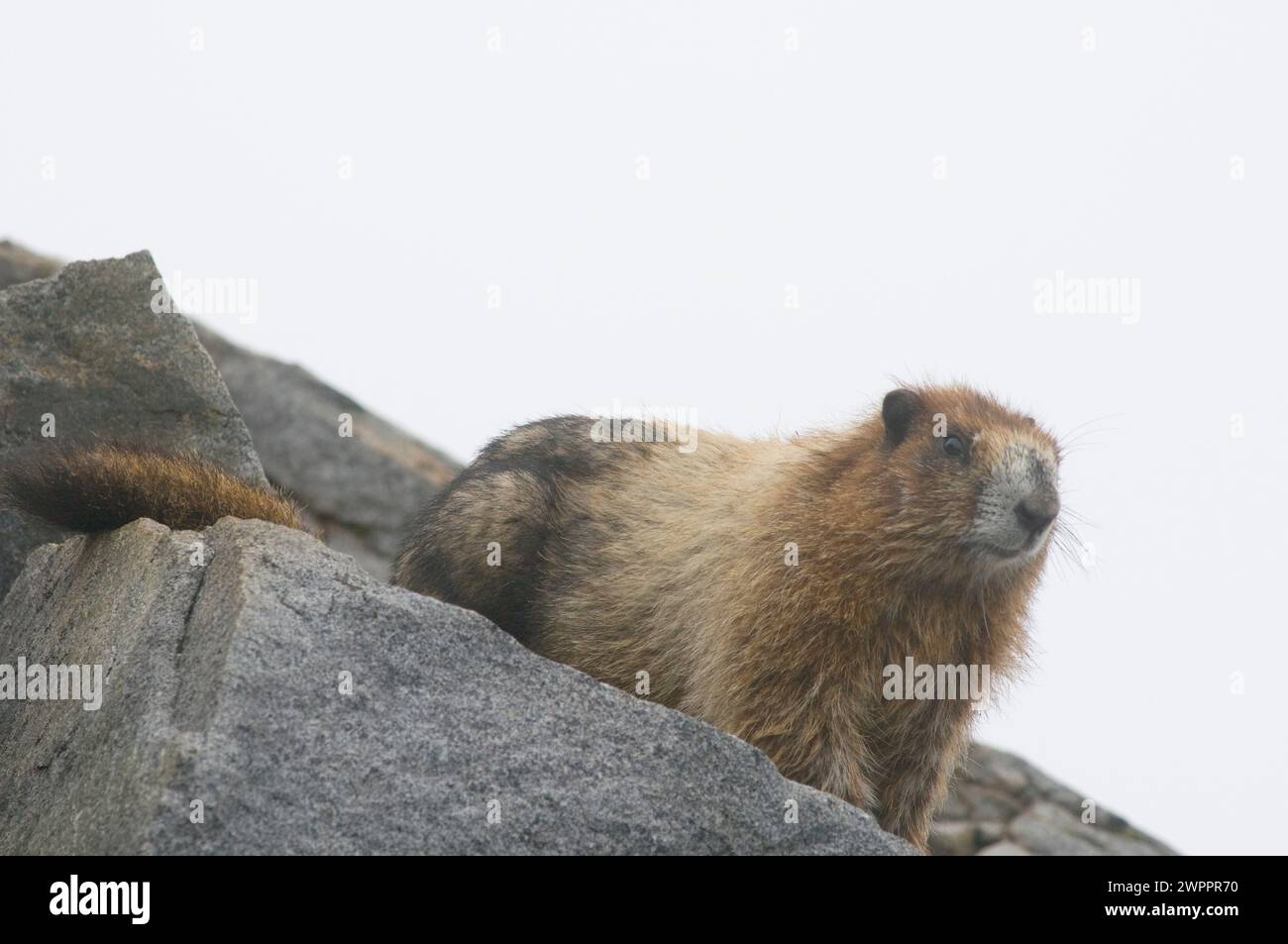 Hoary Marmot, Marmota caligata, sunning along the trail Copper Ridge ...