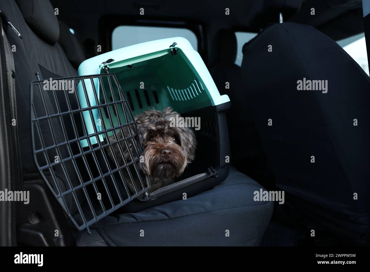 Cute dog in pet carrier travelling by car. Safe transportation Stock ...