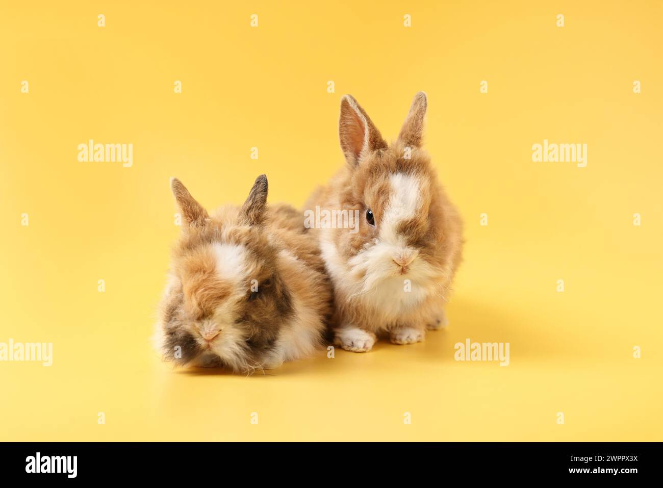 Cute little rabbits on yellow background. Adorable pet Stock Photo - Alamy