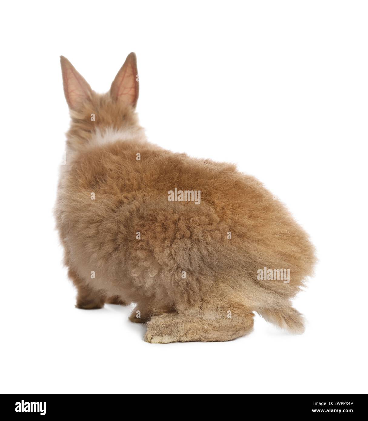 Cute fluffy pet rabbit isolated on white, back view Stock Photo - Alamy