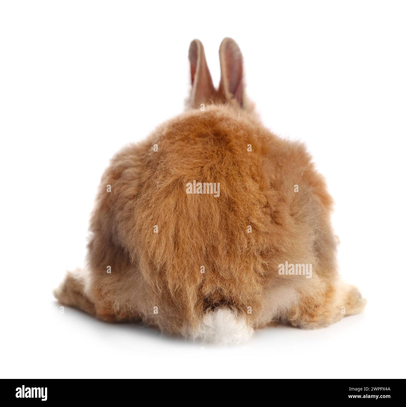 Cute fluffy pet rabbit isolated on white, back view Stock Photo - Alamy