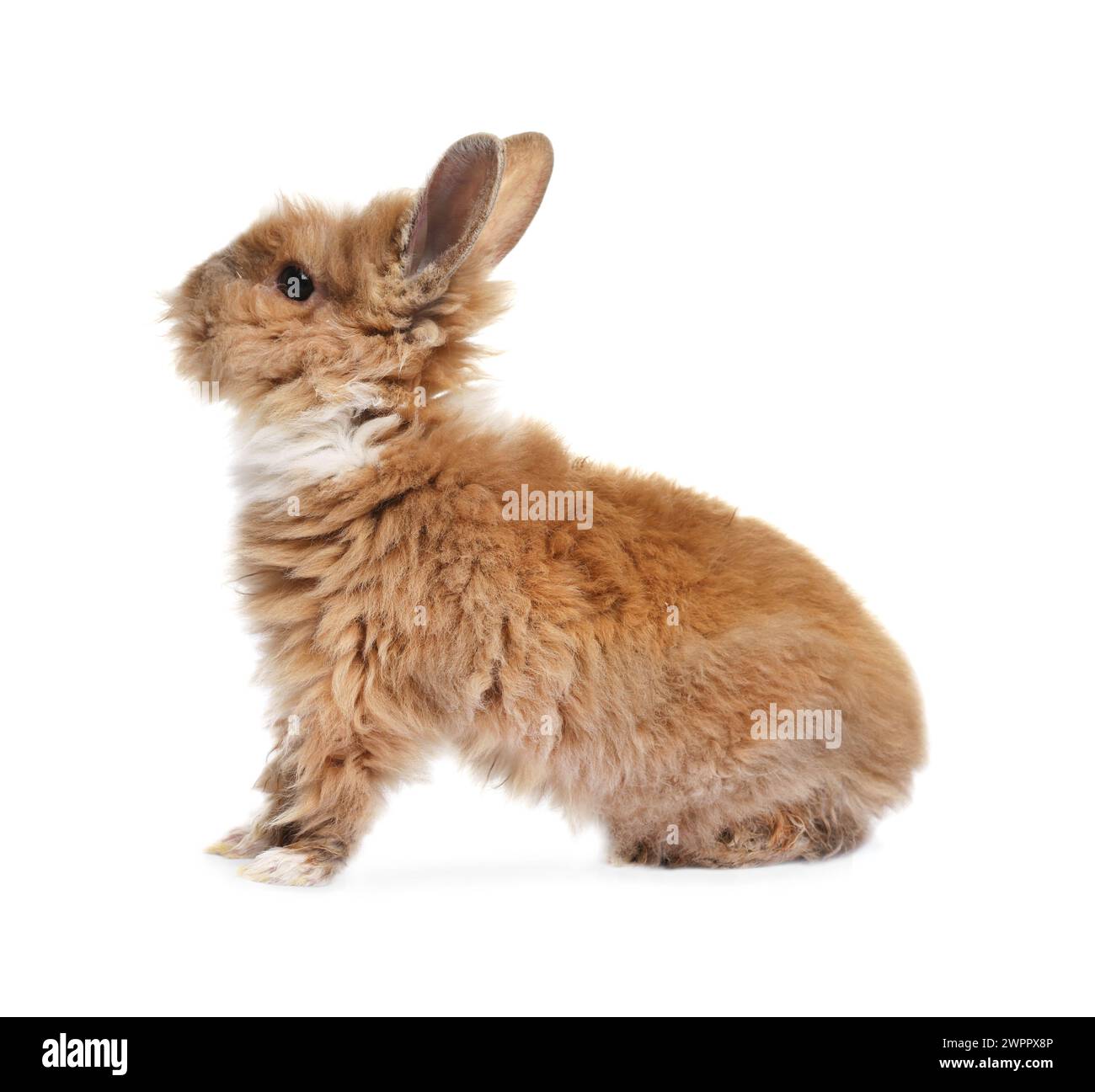 Cottontail rabbit white background hi-res stock photography and images ...