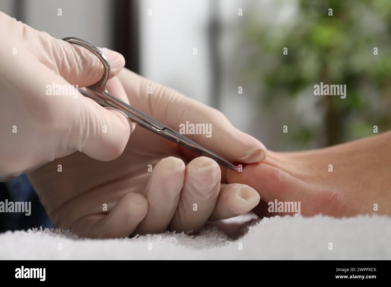 Pedicurist cutting client`s toenails with scissors in beauty salon ...
