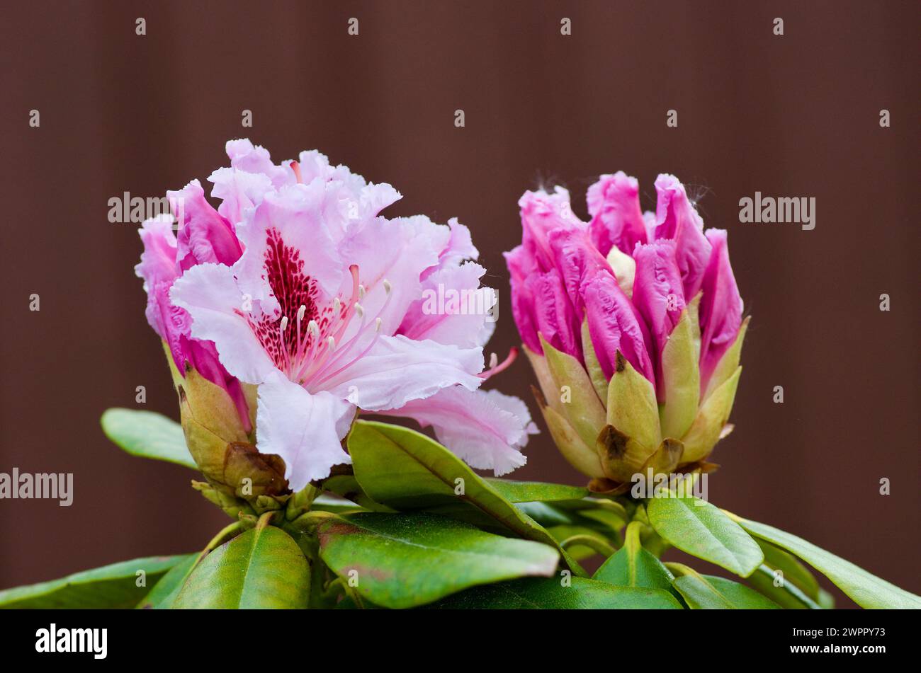 Rhododendron hybride progres hi-res stock photography and images - Alamy