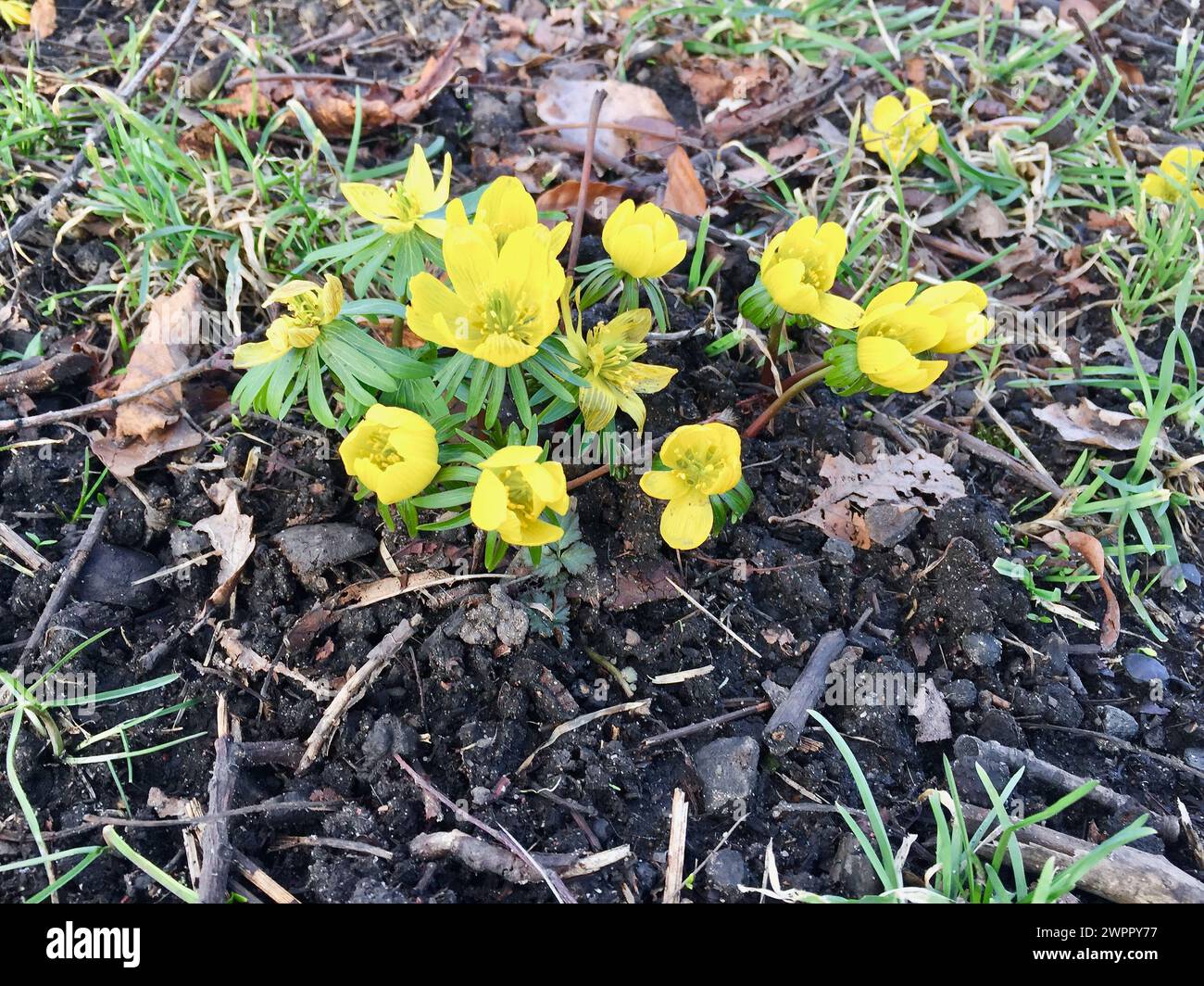 Group of flowering yellow Winter aconite among brown fall leaves ...