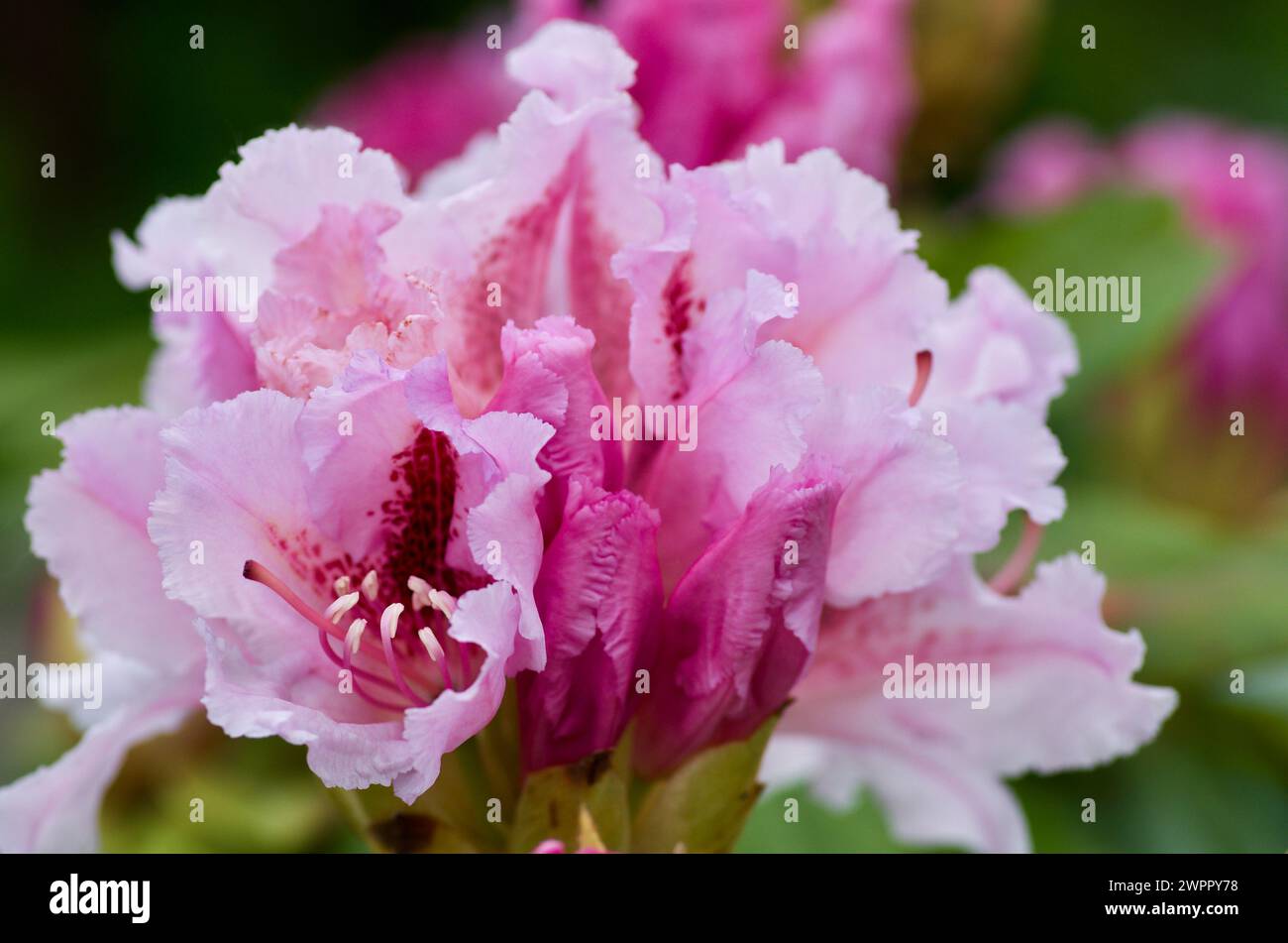 Catawba rhododendron rhododendron catawbiense hi-res stock photography ...