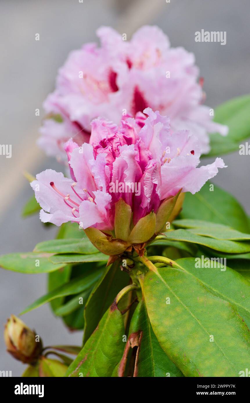 Evergreen rhododendron bush with pink flowers and green leaves Stock ...