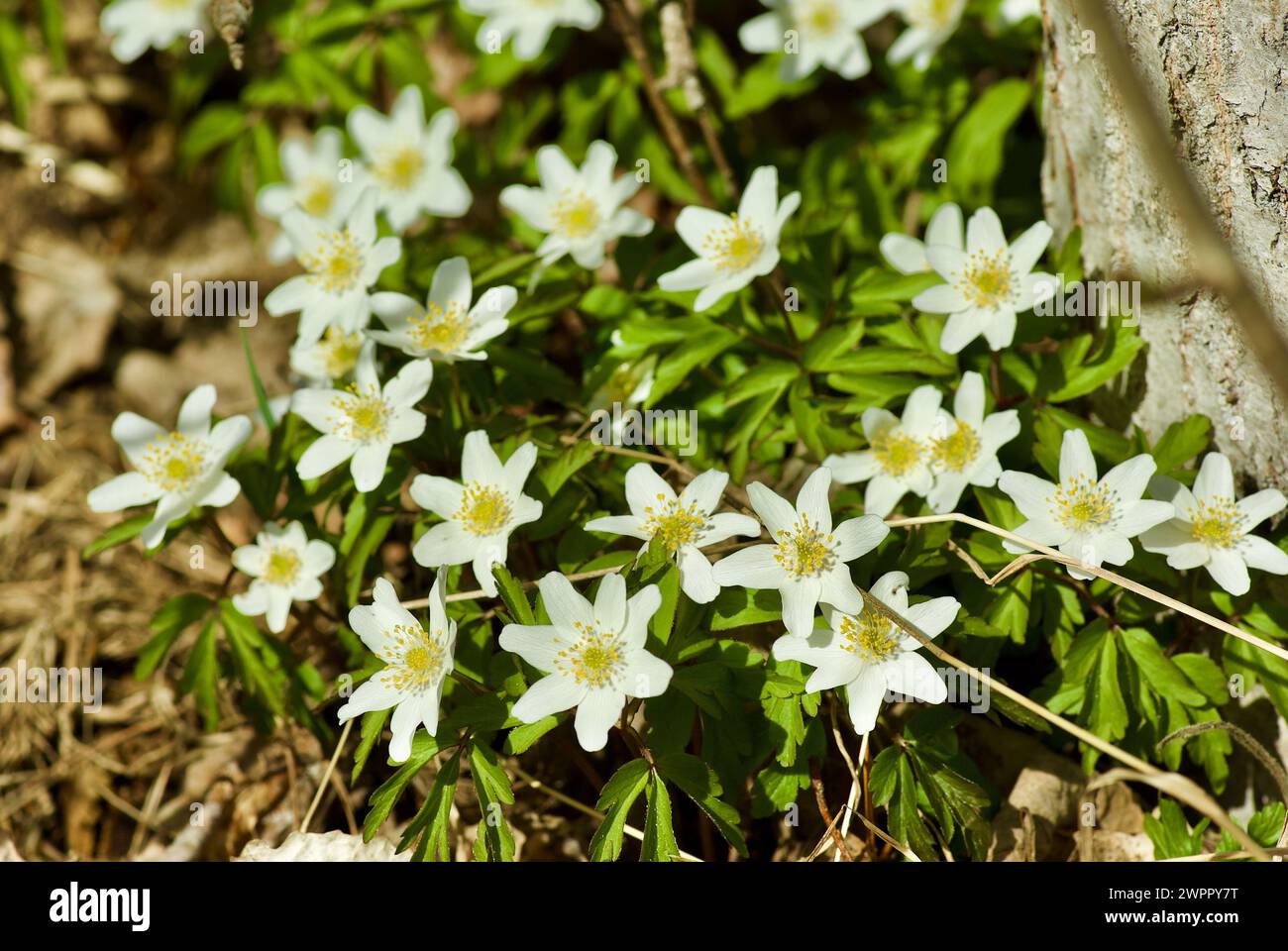 Wood anemones flowering in forest in spring Stock Photo - Alamy