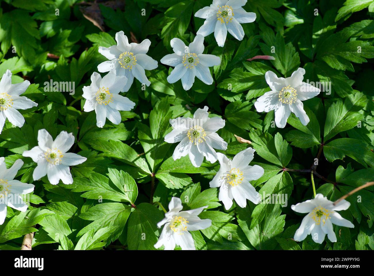 Group of flowering wood anemones in nature in spring Stock Photo - Alamy