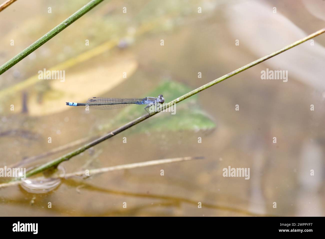 Dusky lilly-squatter (Paracercion calamorum) damselfly in Japan Stock ...