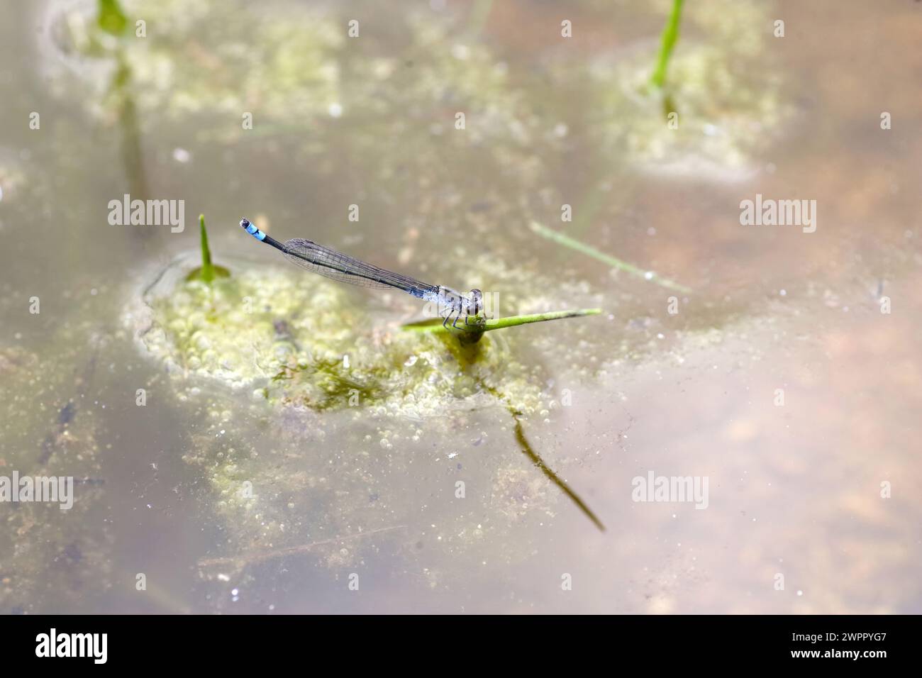 Dusky lilly-squatter (Paracercion calamorum) damselfly in Japan Stock ...