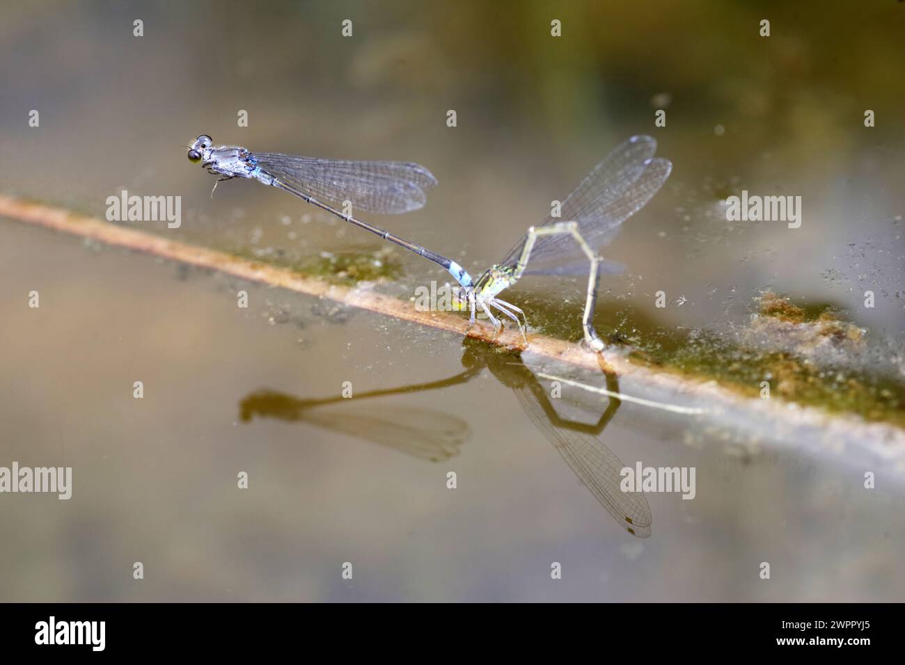 Dusky lilly-squatter (Paracercion calamorum) damselfly in Japan Stock ...