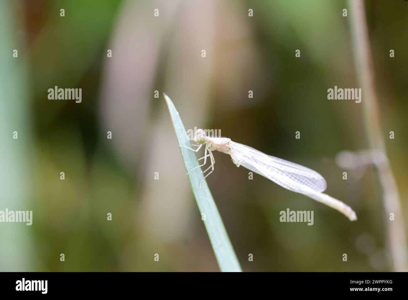 Dusky lilly-squatter (Paracercion calamorum) damselfly in Japan Stock ...