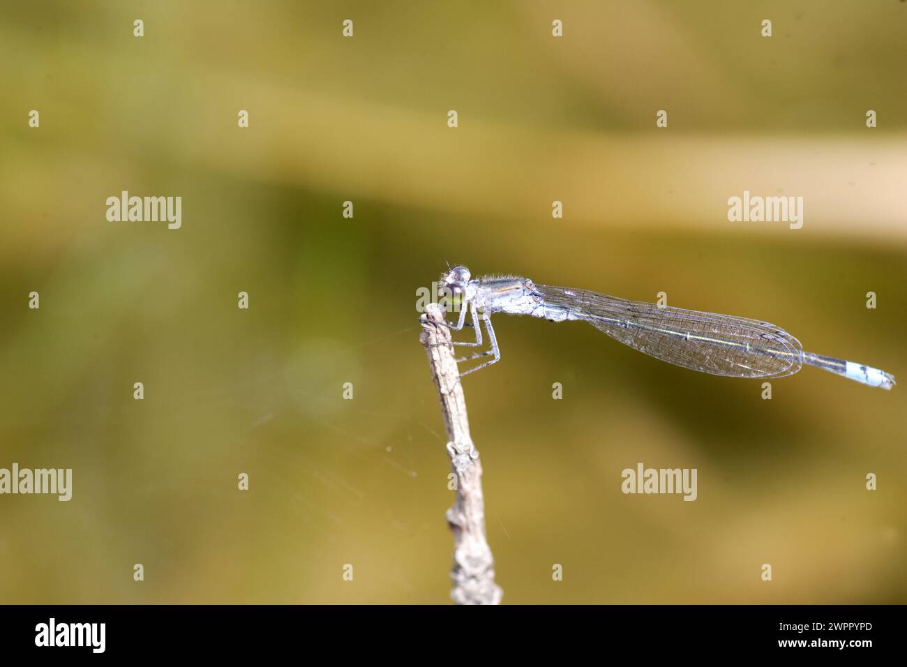 Dusky lilly squatter hi-res stock photography and images - Alamy