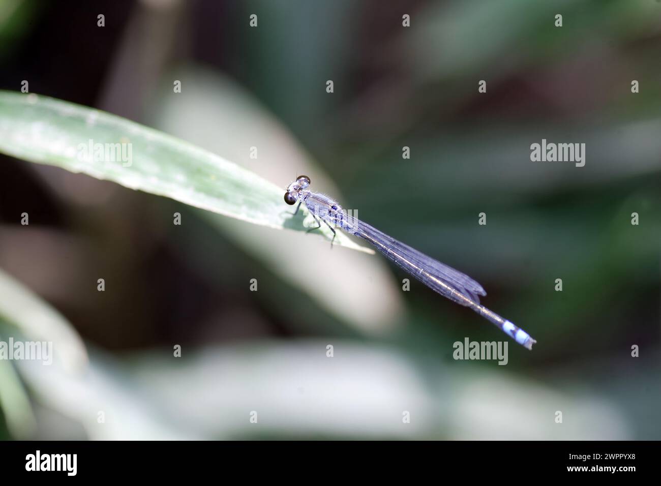 Dusky lilly-squatter (Paracercion calamorum) damselfly in Japan Stock ...