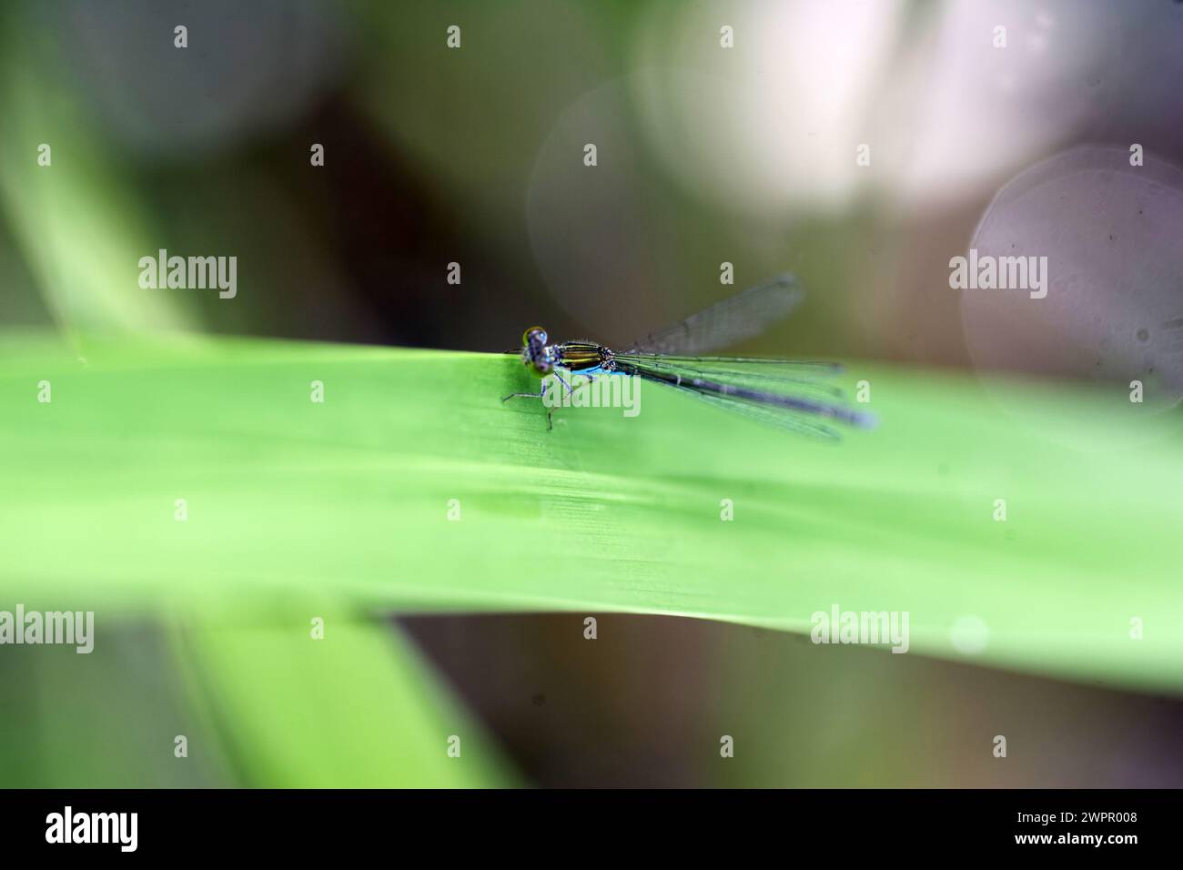 Dusky lilly-squatter (Paracercion calamorum) damselfly in Japan Stock ...