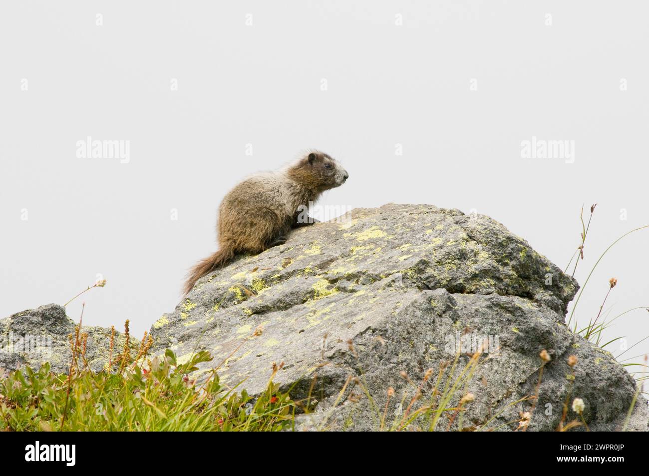 Cute baby Hoary Marmot, Marmota caligata, sunning along the trail ...