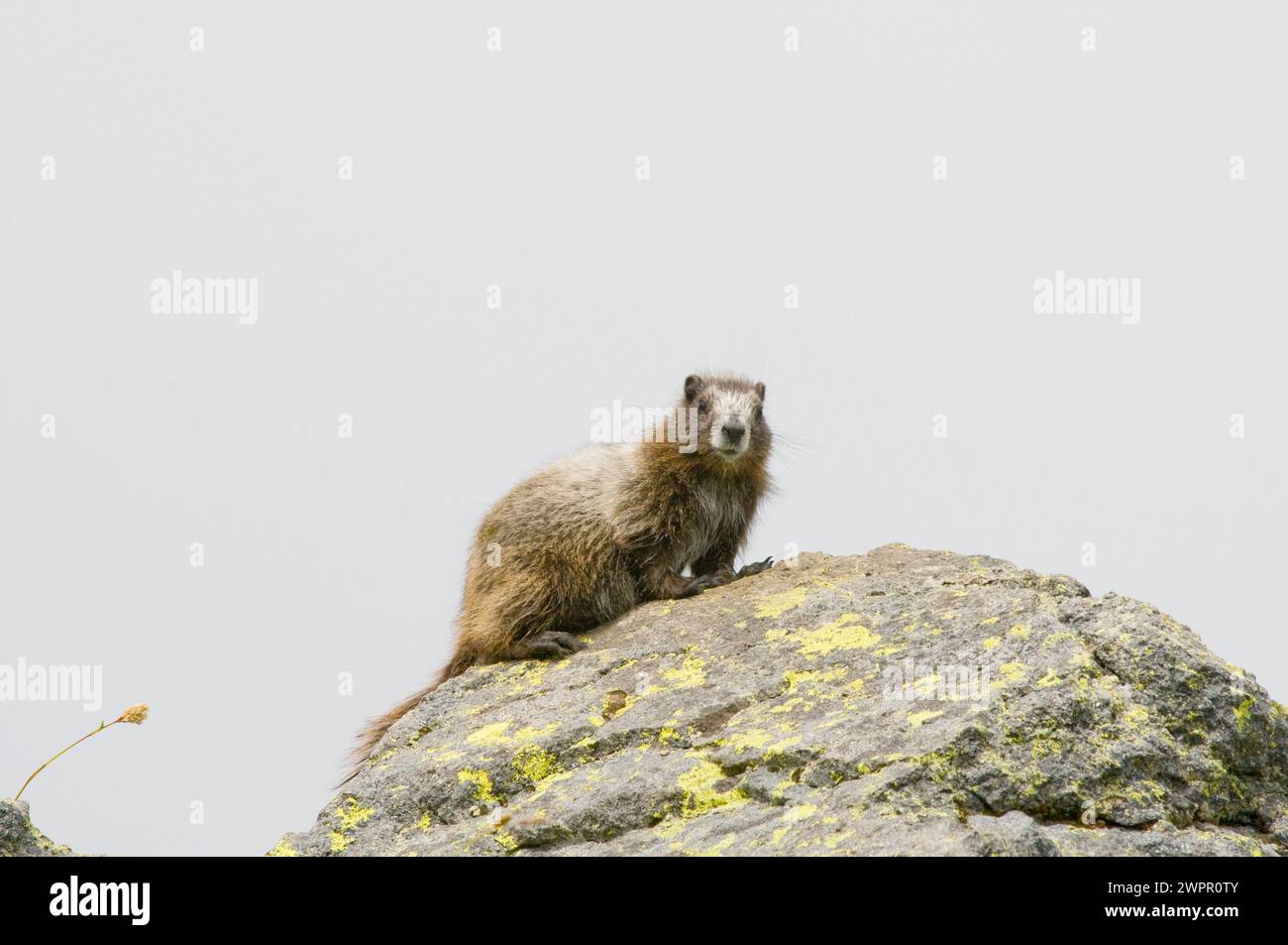 Cute baby Hoary Marmot, Marmota caligata, sunning along the trail ...