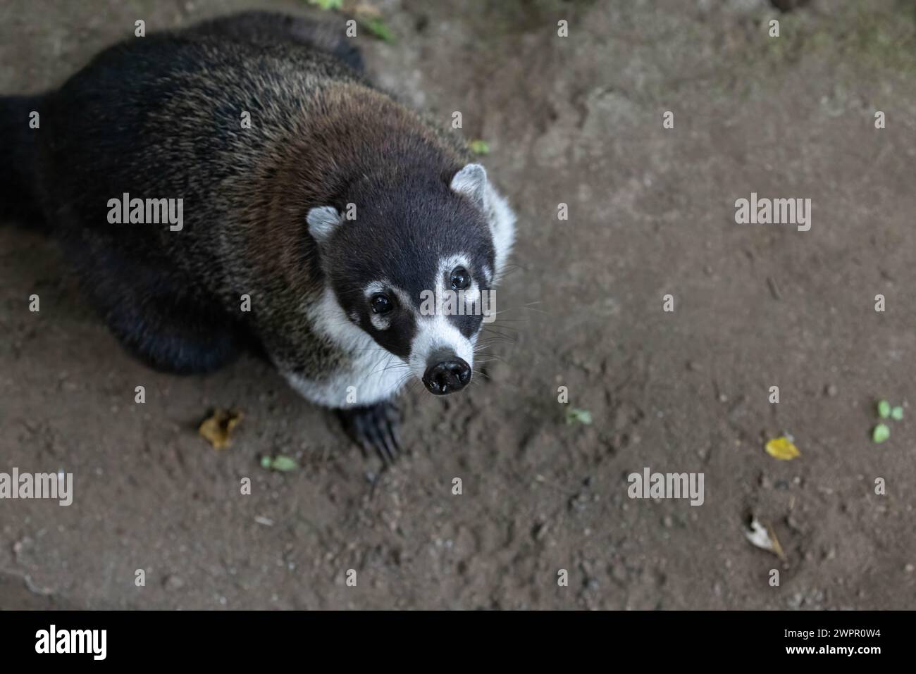 White- nosed coati raccoon in Costa Rica Stock Photo - Alamy