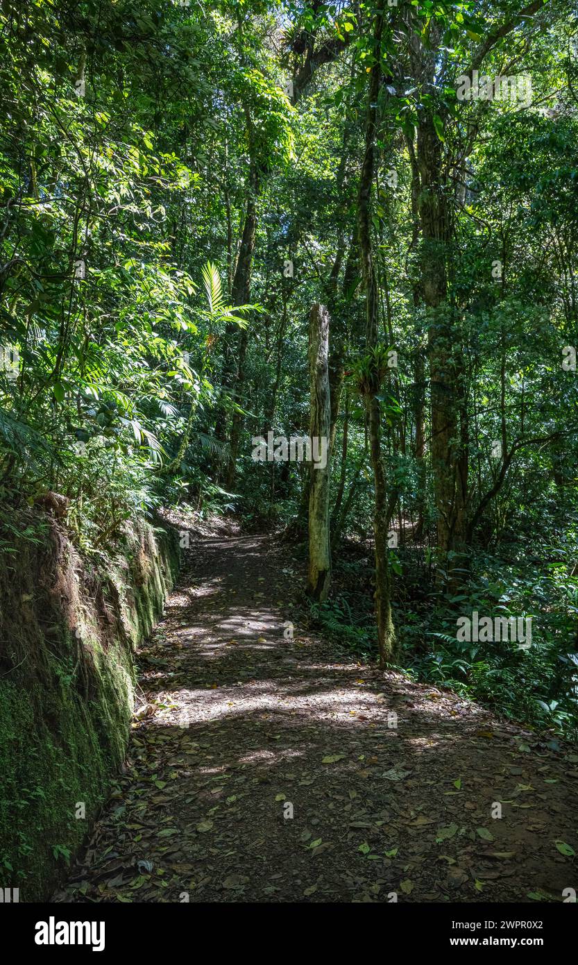Forest trail scenery hi-res stock photography and images - Alamy