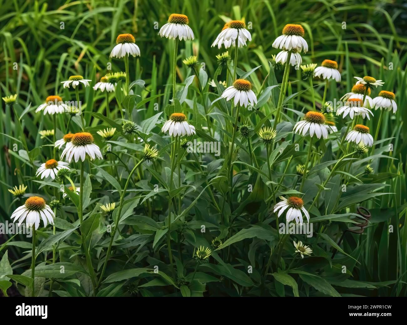 Pretty white coneflowers blooming in a summer garden at Panola Valley ...