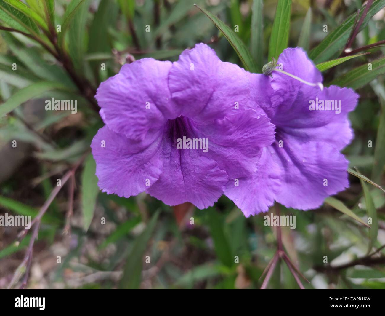 Purple ruellia tuberosa hi-res stock photography and images - Alamy