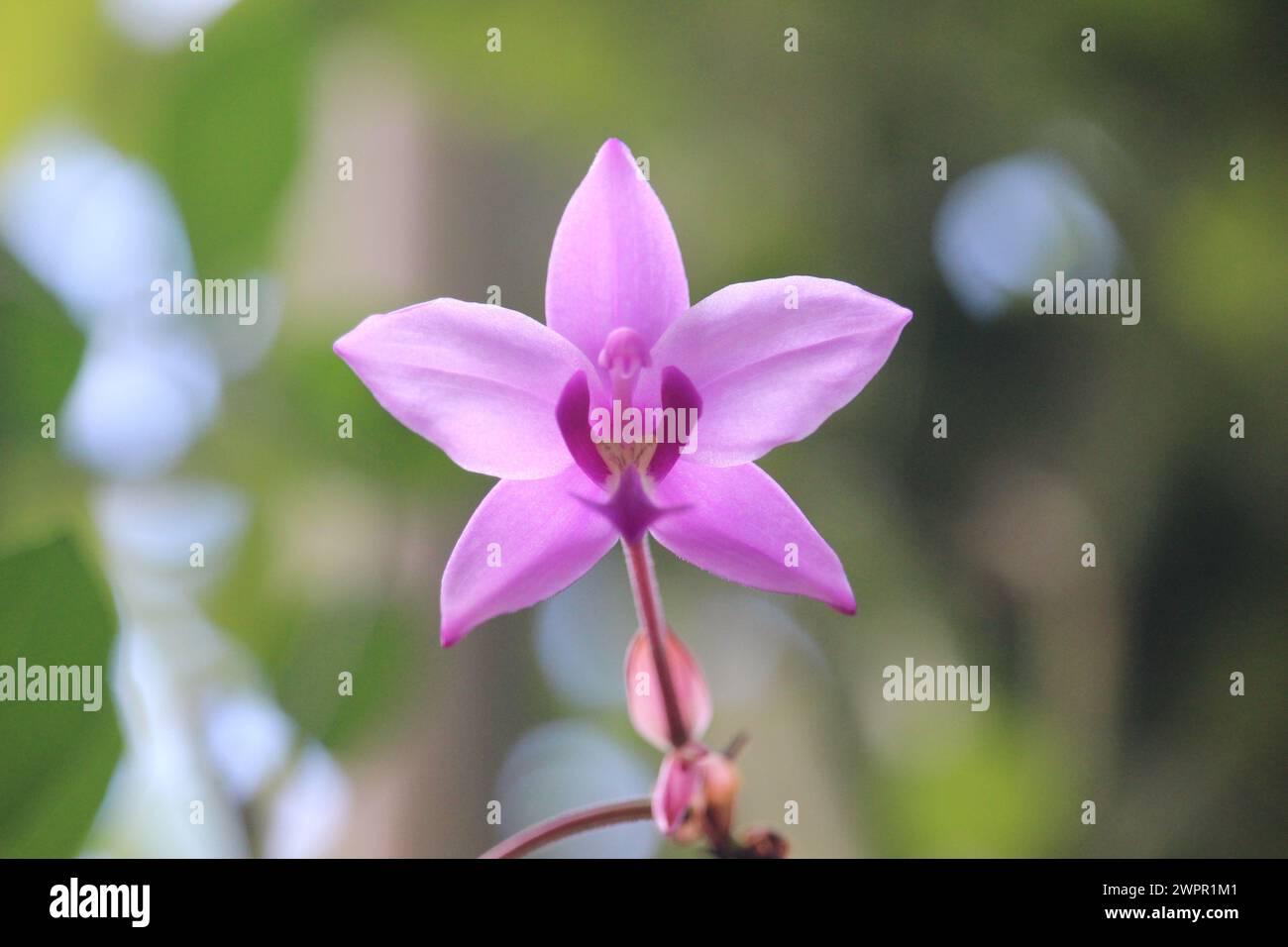 Purple soil hi-res stock photography and images - Alamy
