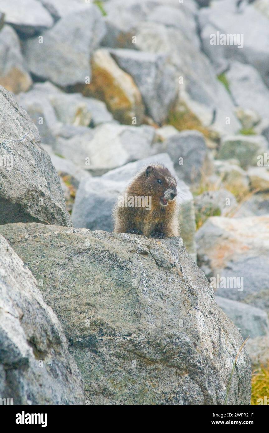 Cute baby Hoary Marmot, Marmota caligata, sunning along the trail ...