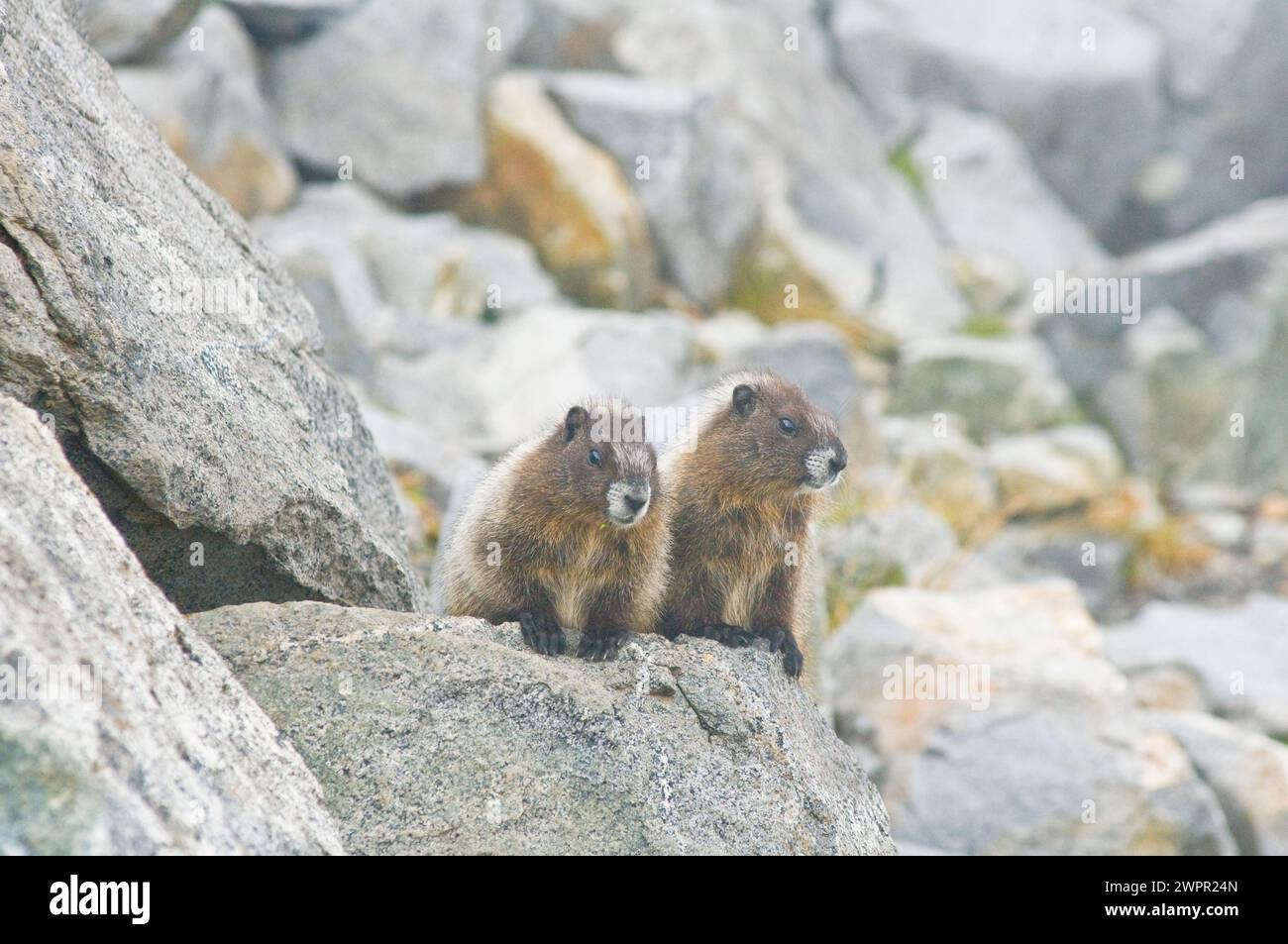 Cute baby Hoary Marmots, Marmota caligata, sunning along the trail ...