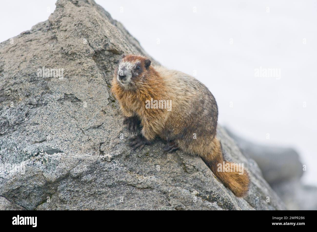 Cute baby Hoary Marmot, Marmota caligata, sunning along the trail ...