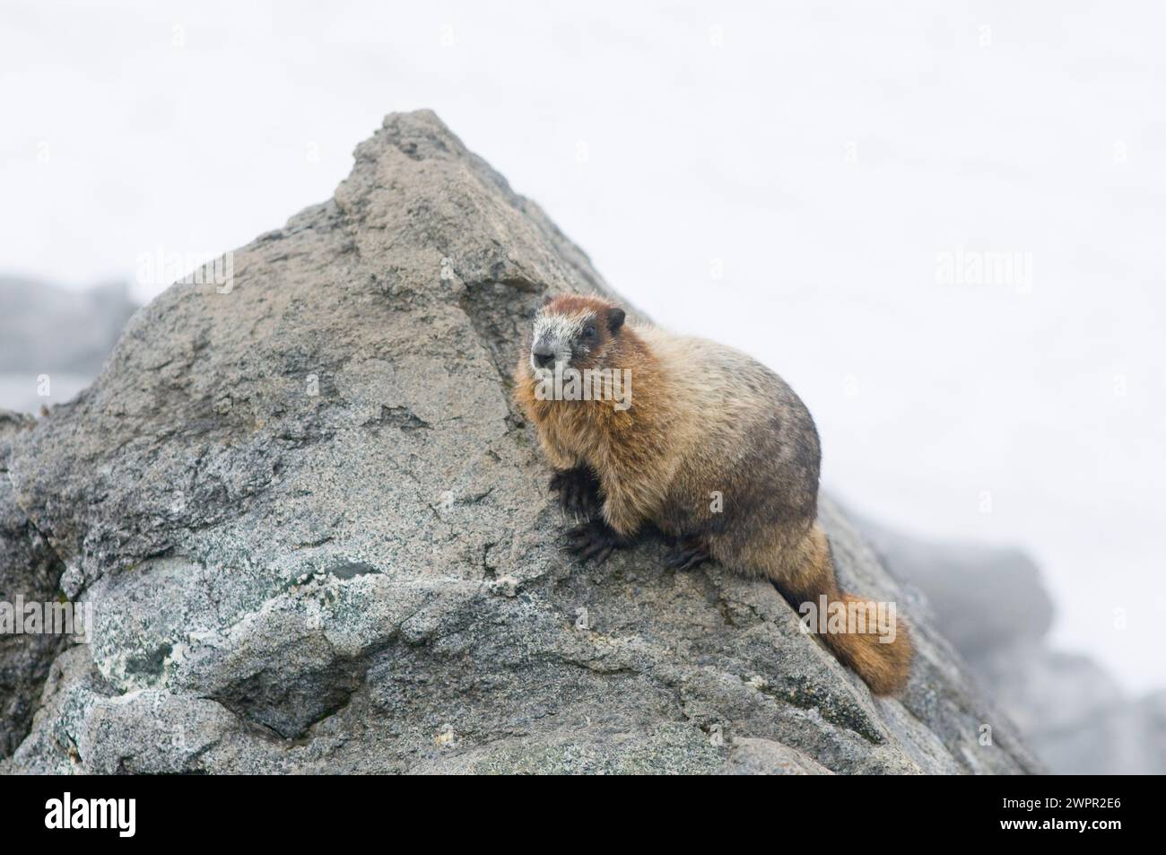 Cute baby Hoary Marmot, Marmota caligata, sunning along the trail ...
