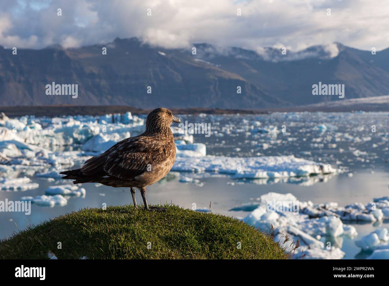 Big bird standing on a tussock above icebergs in Jokulsarlon glacier ...