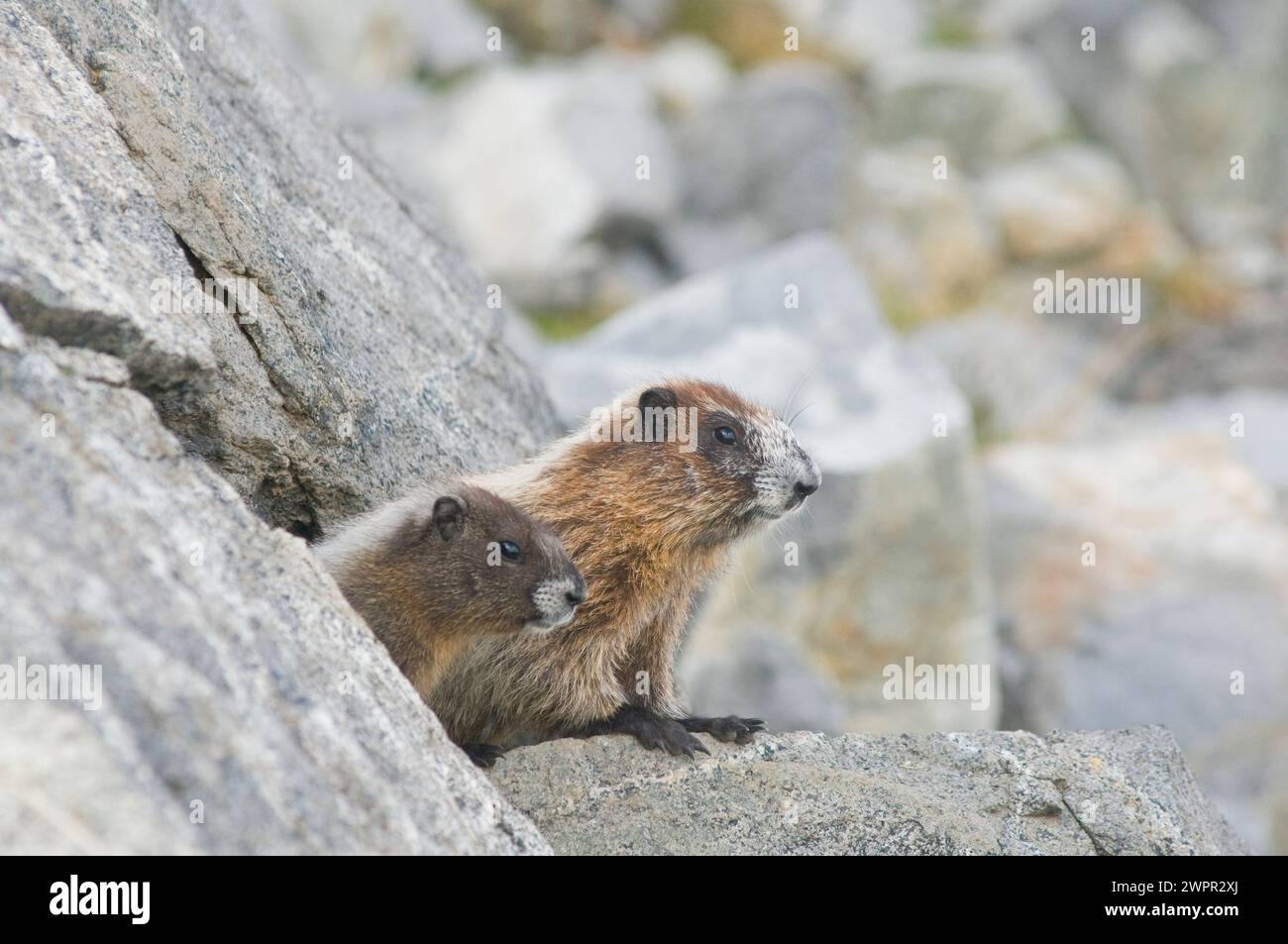 Cute baby Hoary Marmots, Marmota caligata, sunning along the trail ...